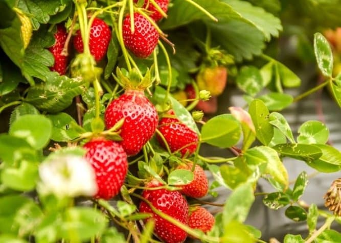 Come coltivare le fragole in vaso o sospese sul balcone?